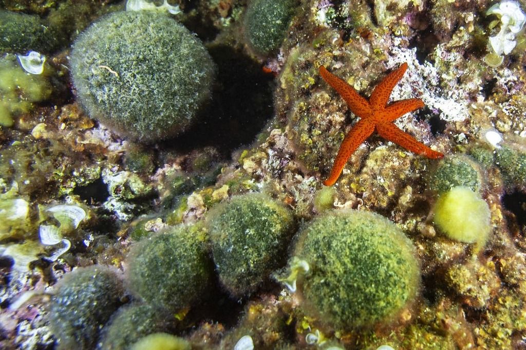 How discovery of ‘oldest animal life on Earth’ can…