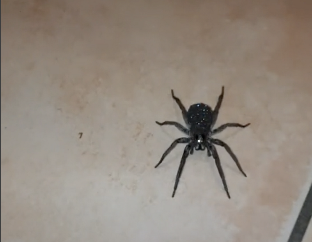 Man terrified after finding ‘sparkling’ spider that…
