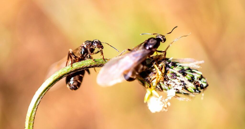 Brits declare 'Flying Ant Day' as millions of insects…