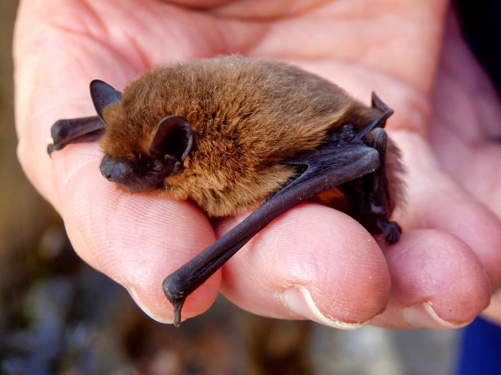 Tiny record-breaking ‘Olympic bat’ killed by cat at…