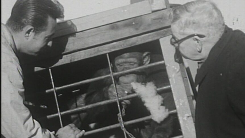 Rare footage shows rescue of Hollywood’s Jimmy the…