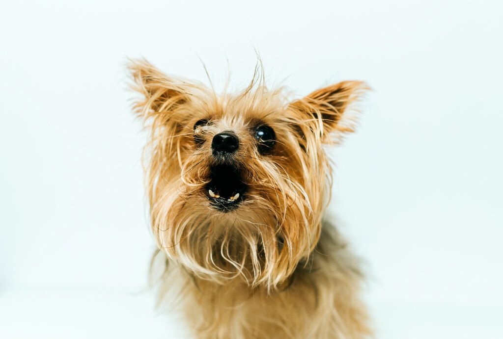 Why are little dogs so annoying?