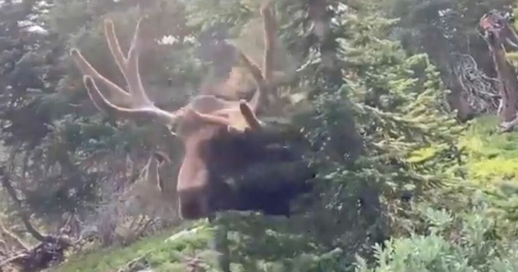 Terrifying footage shows moose charging at hiker who…