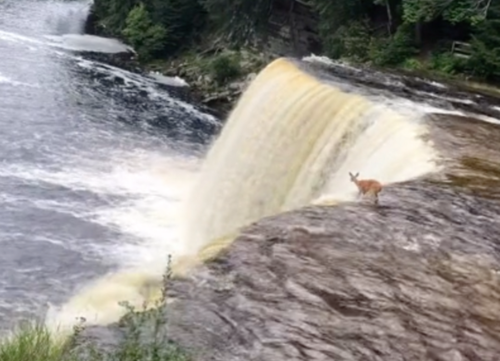 Viral TikTok shows a deer miraculously survive a 50ft…