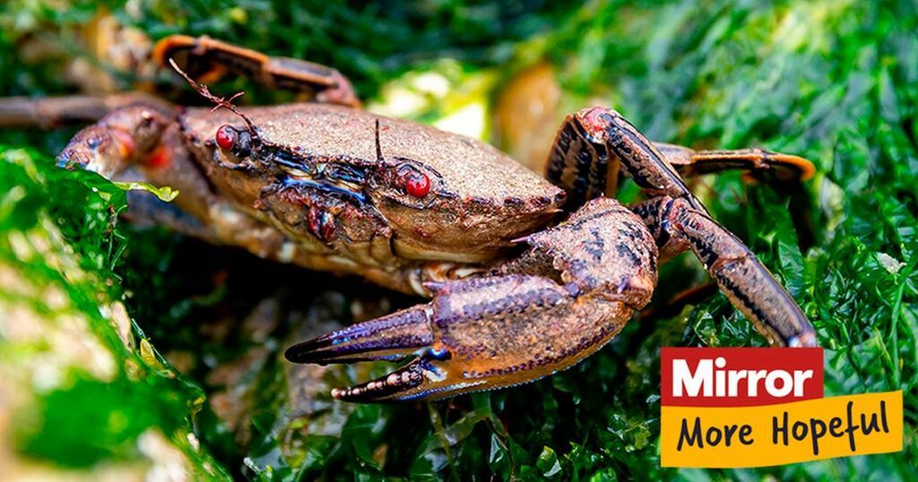 Weird creatures you can find in British rock pools…