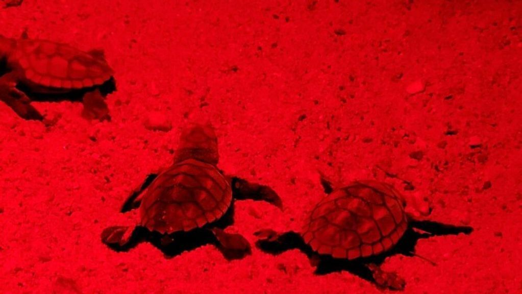 First Endangered Loggerhead Turtles Hatch On An…