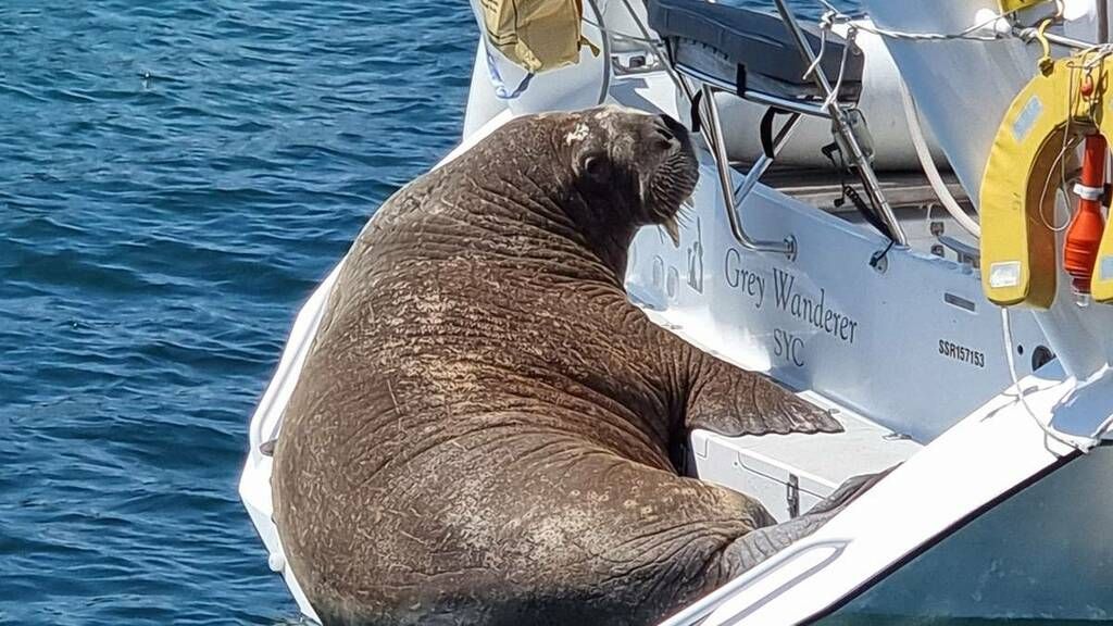 Boat-sinking Arctic walrus given floating couch in…