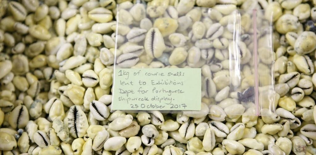 Small seashells tell a big story of slavery and…