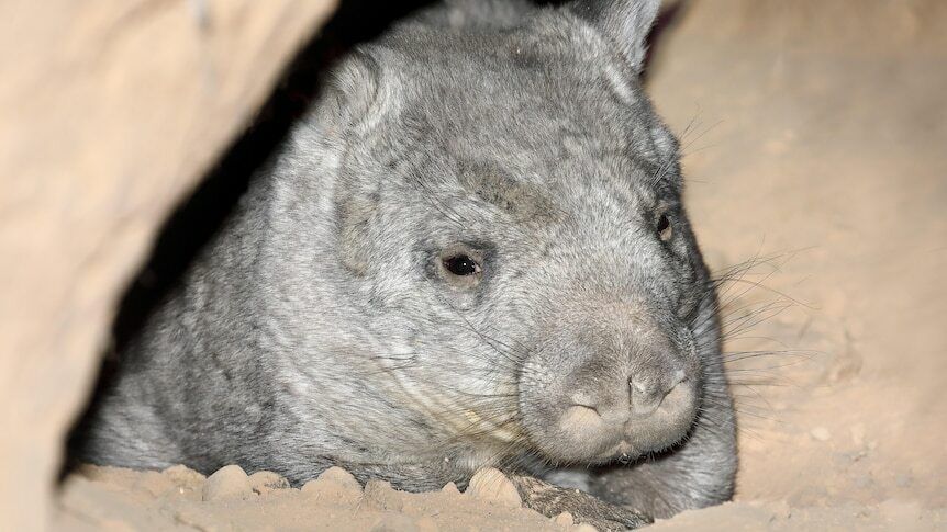 Northern hairy-nosed wombats are back from the brink…