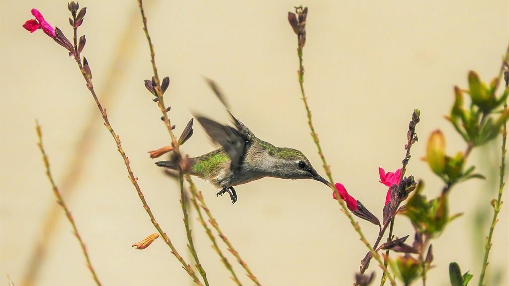 That Really Hums: How Hummingbirds Can Avoid Predators…