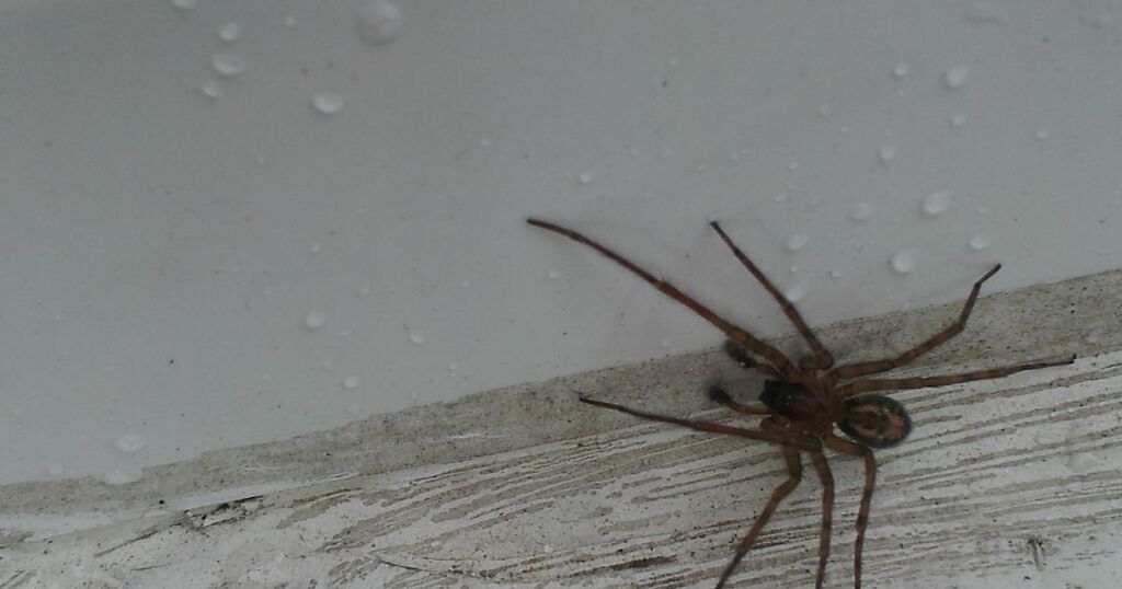 Spiders in Scotland that can bite humans- and which…