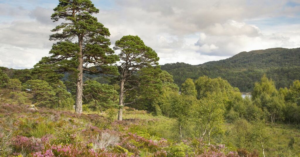 Rewilding project for half-a-million acres of Scottish…