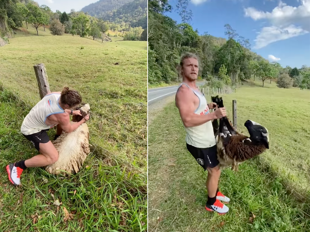 Former rugby player goes viral after rescuing a sheep…
