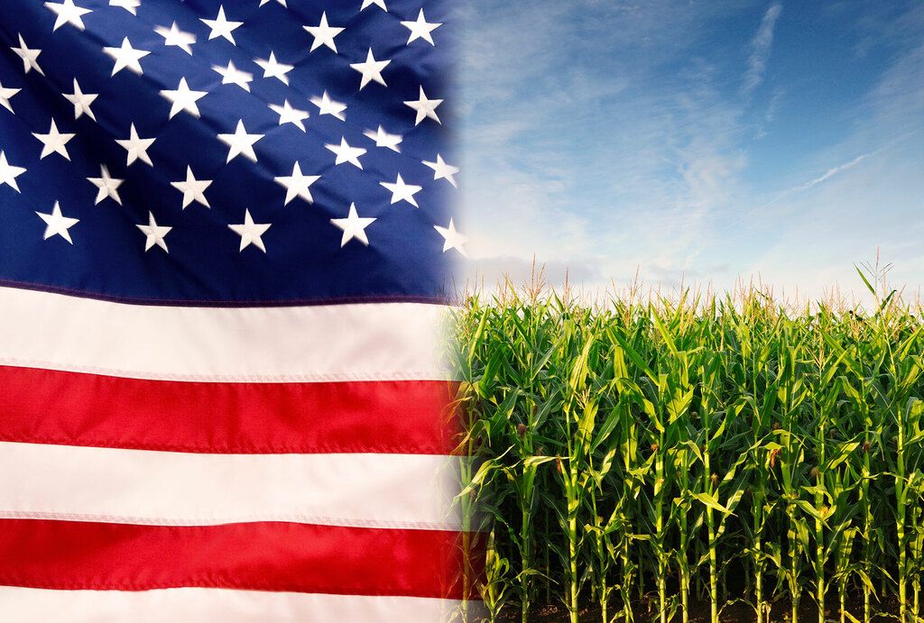 How corn took over America