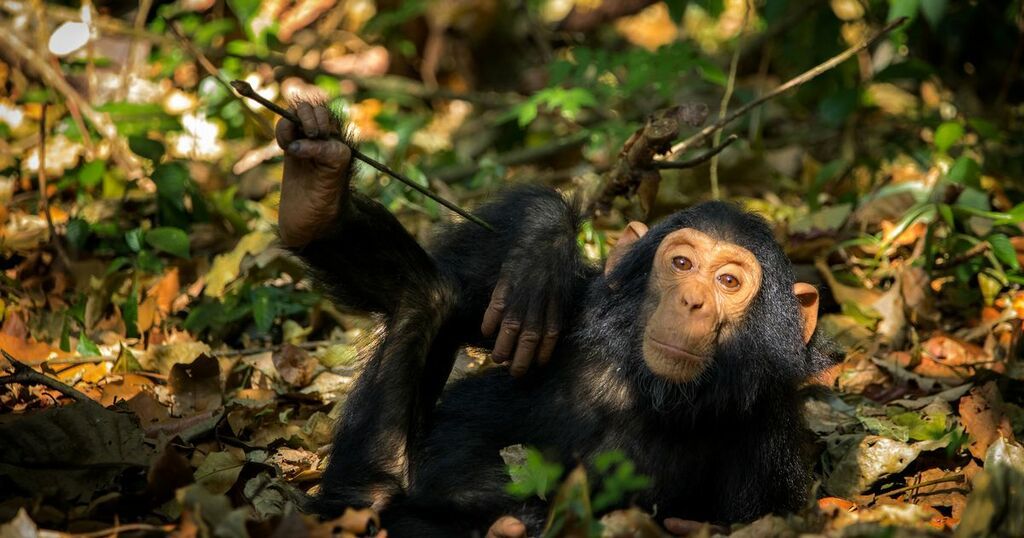 BBC Edinburgh Zoo documentary 'Inside the Zoo' to…