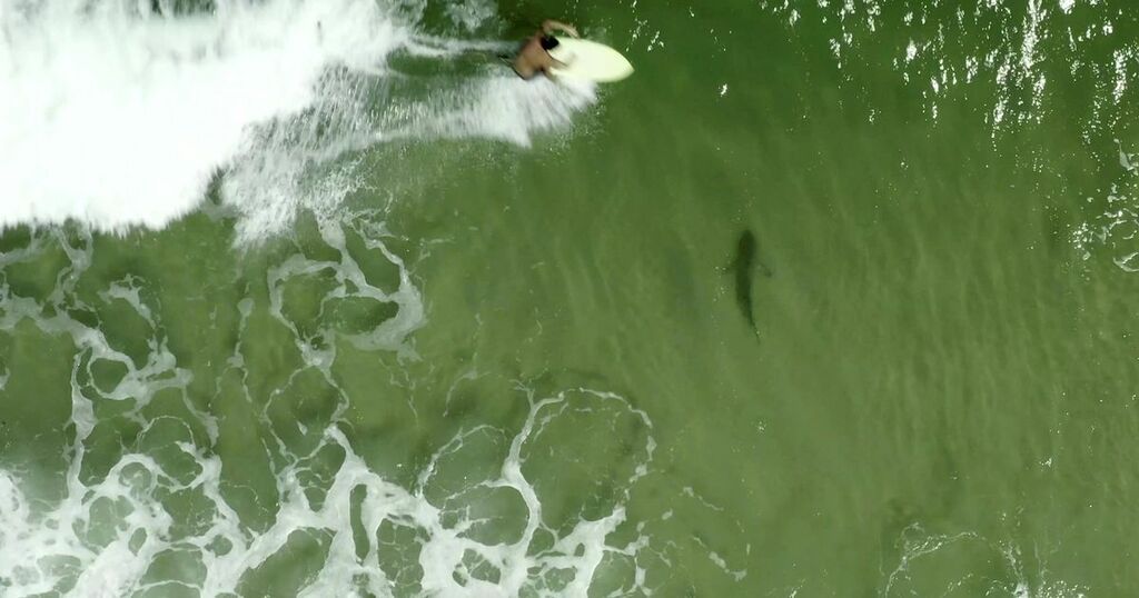 Moment massive shark swims straight underneath surfer…