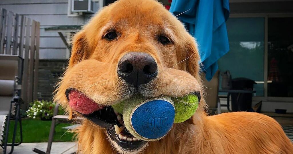 Golden retriever handed Guinness World Record for…