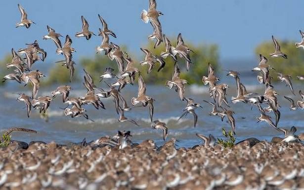 Annual migration of birds from the Northern Hemisphere…