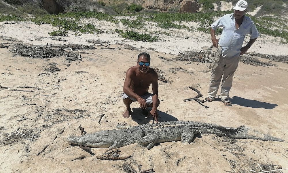 Mystery surrounds rare crocodile discovery on Baja…