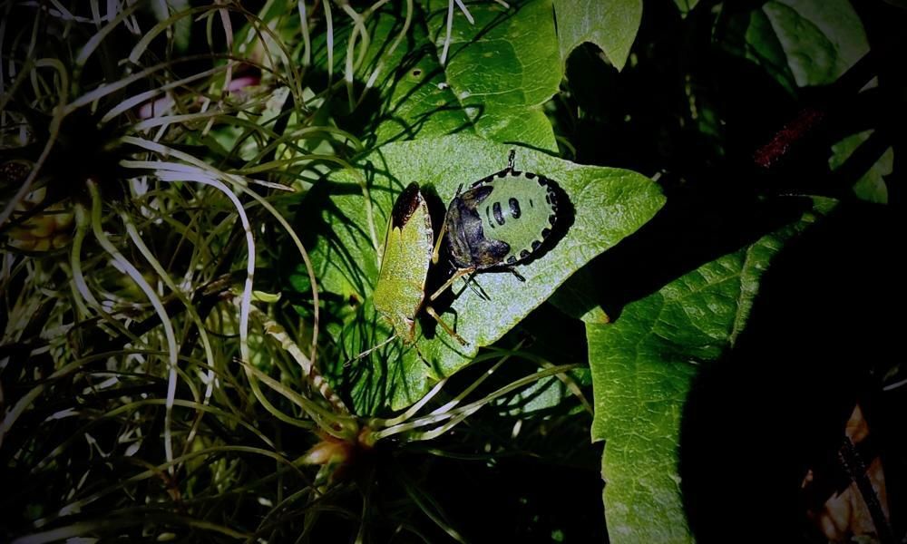 Country diary: The insects turn the air thick with…