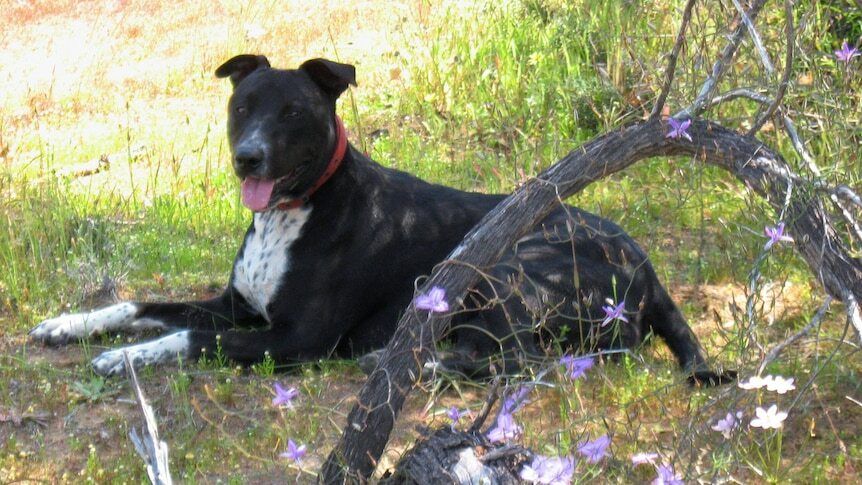 Whistleblower's letter to coroner details previous…