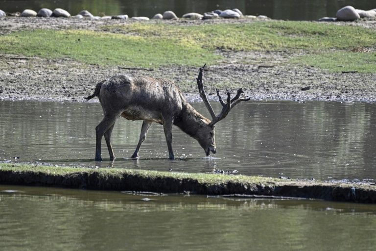 Asian deer's comeback marks rare China conservation…