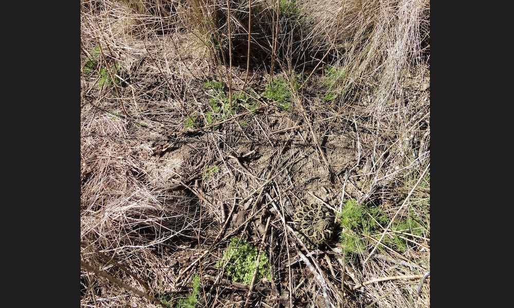 Can you spot (and identify) the venomous critter?