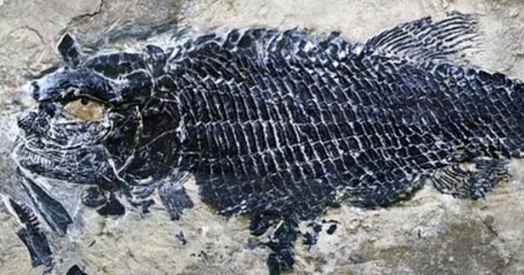 Fossils of extinct bony fish that lived 244 million…