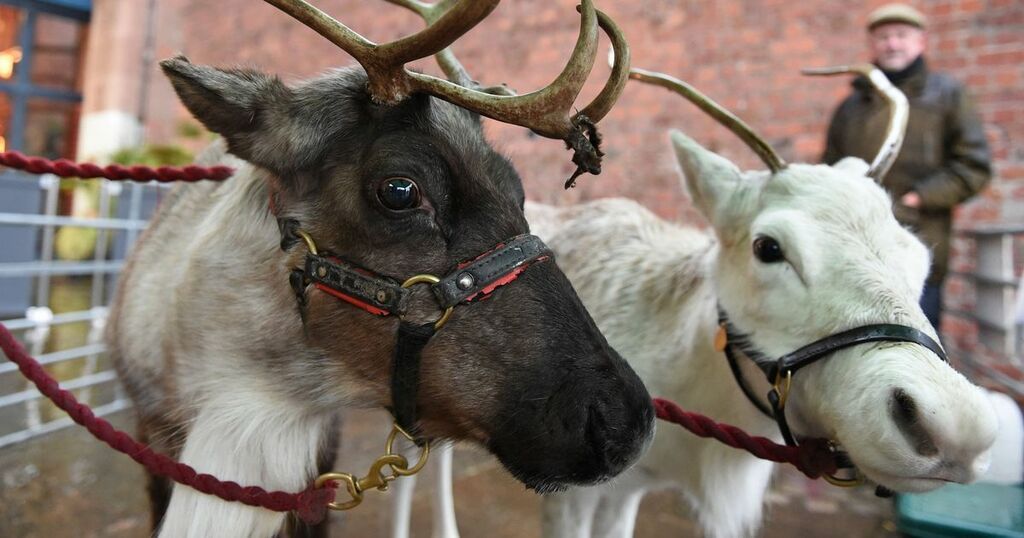 Santa and his real-life reindeers are coming to…