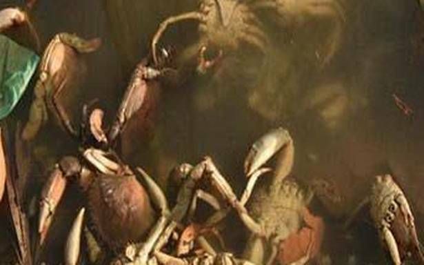 Viral disease identified in mud crabs in Pichavaram…