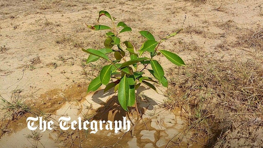 Will Pakistan’s ‘ten billion tree tsunami’ make any…