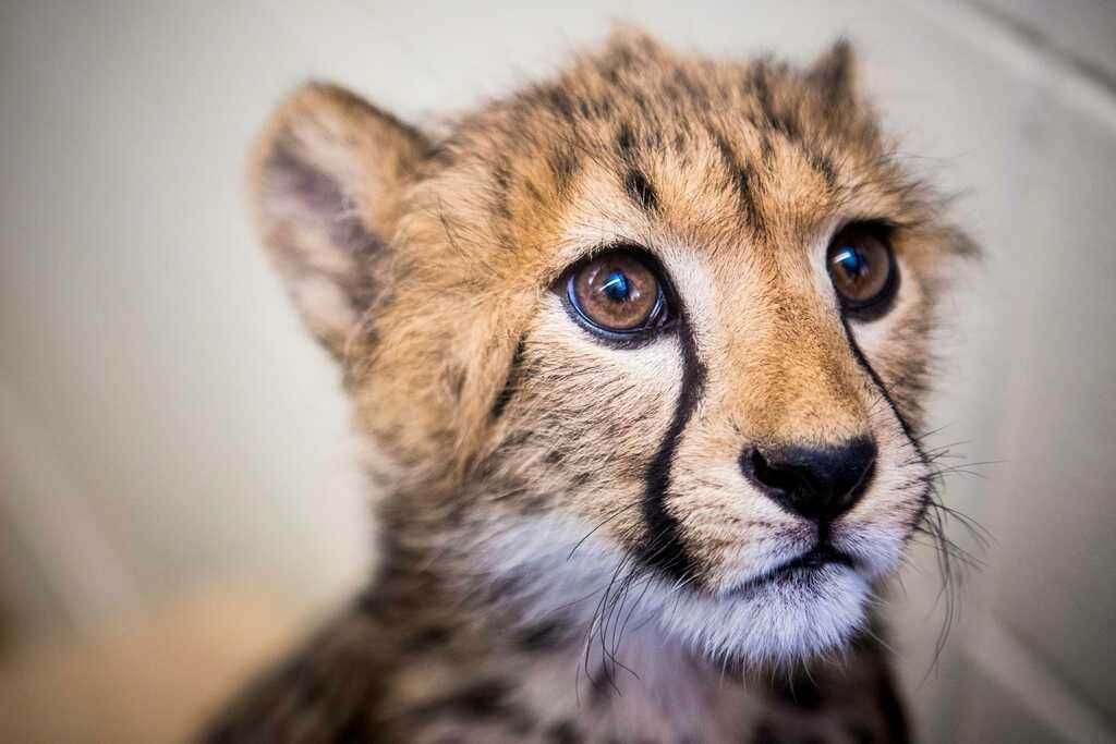 Twitch launches new section just for adorable animals