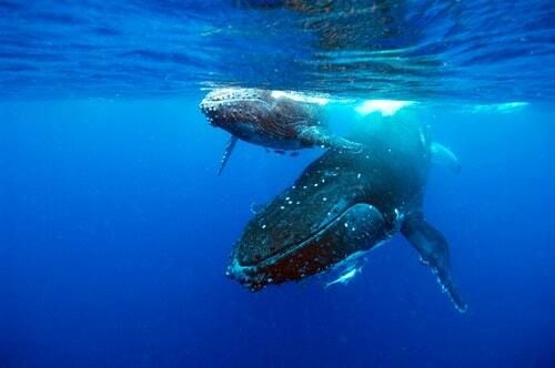 Whale poop study reveals its surprising role in the…