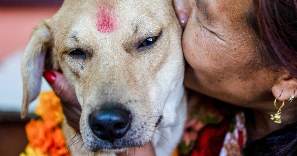 Day of the Dogs annual festival is a beautiful thing