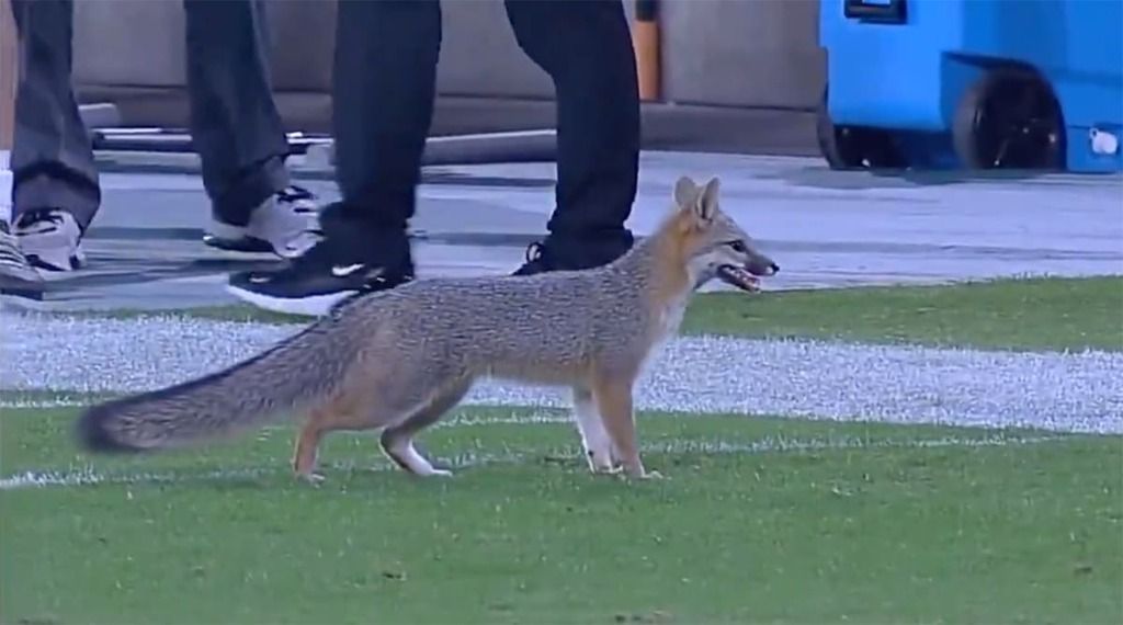 Sports Illustrated - Adorable Fox Trots Around the…