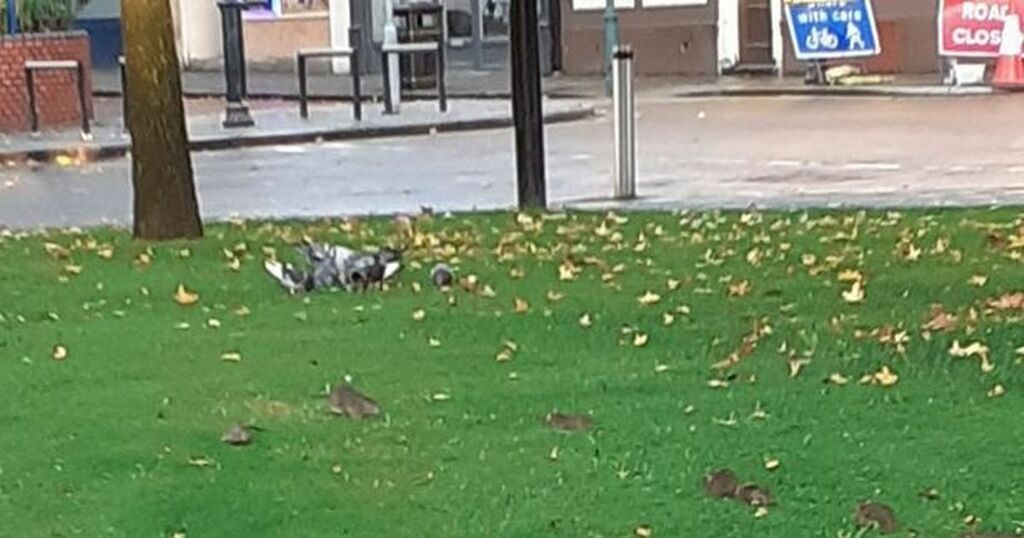 Stomach-churning moment rats swarm onto square in…