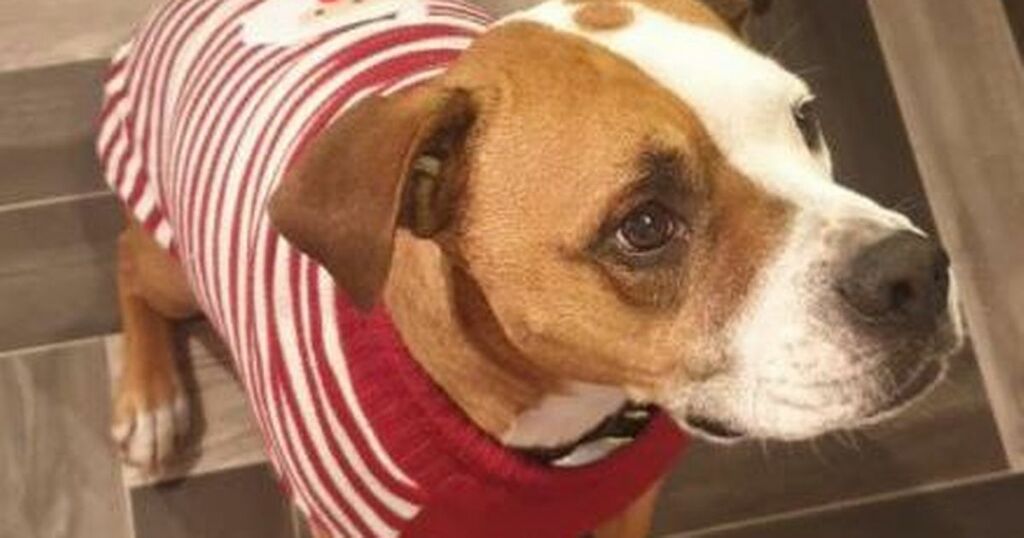 Family's heartbreak as 'loving, soppy' dog killed by…