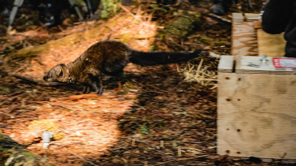 VIDEO: Weasel-ly Spotted: Endangered Fisher Weasels…