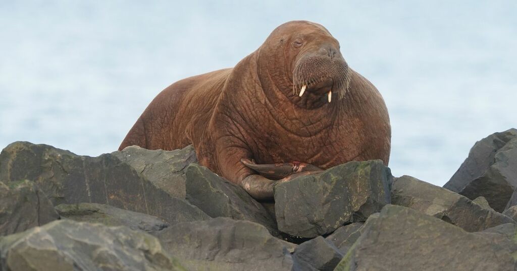 Incredible footage shows Arctic walrus resting on…