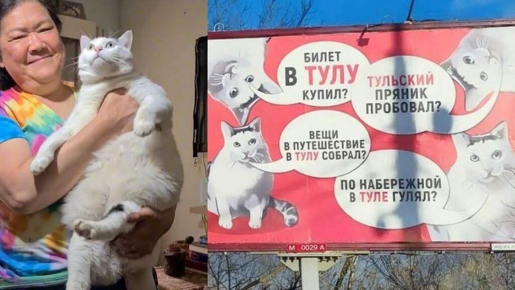 Meet The King Of Chonk, Bender, A Melbourne Cat Who…