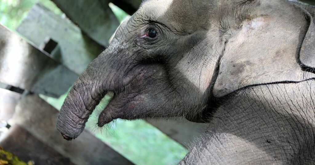 Baby elephant forced to have her trunk amputated after…