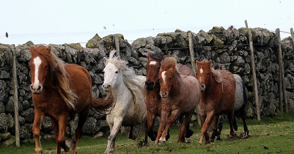 11 of the best places to find wild horses and ponies…