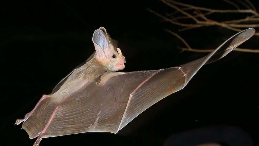 Queensland bat rescuers make tiny homes for microbats…