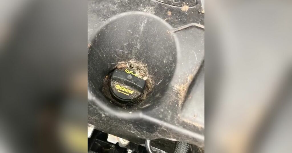 Woman scared to drive car after finding 'rat droppings…