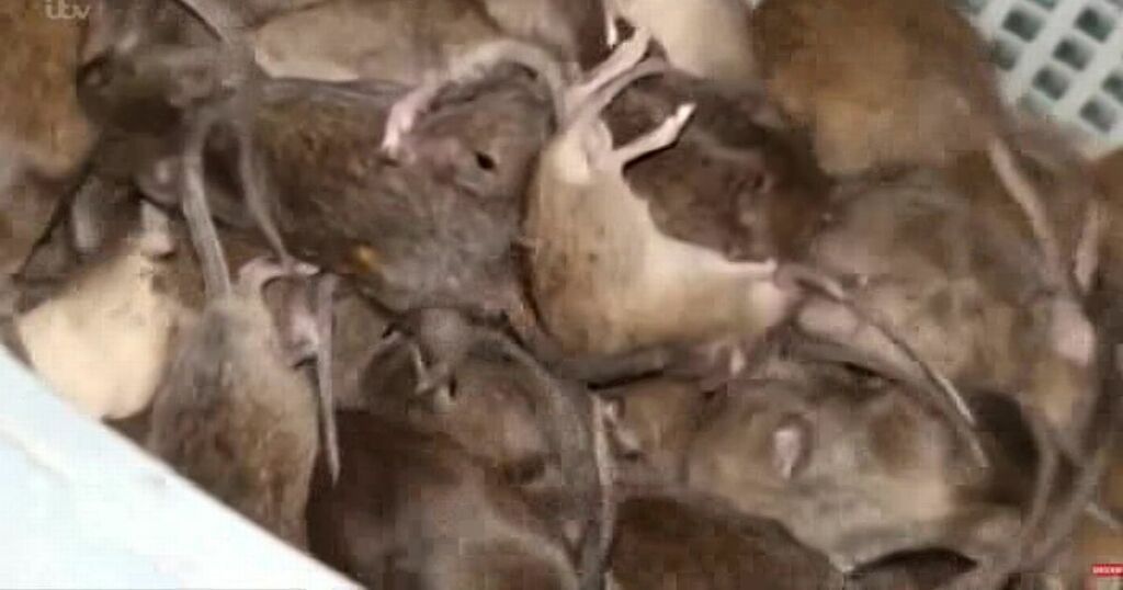 Top tips to avoid rat and rodent infestation in your…