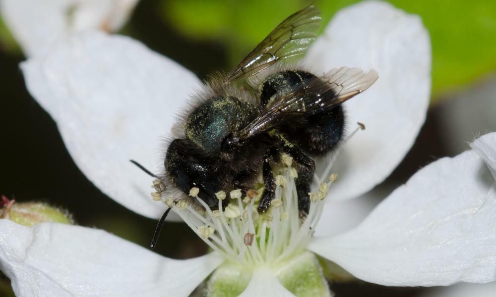 Bees may take generations to recover from one exposure…