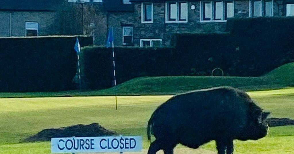 Two people hurt after pigs rampage on golf course