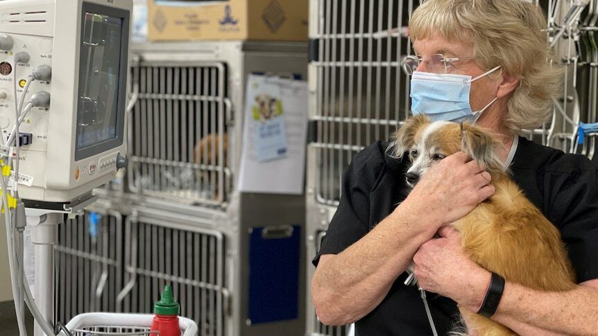 Vets reveal toll of treating sick dogs during…