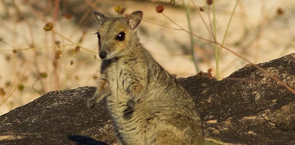Photos from the field: leaving habitats unburnt for…