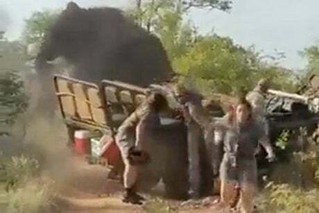 Watch terrifying moment bull elephant charges safari…